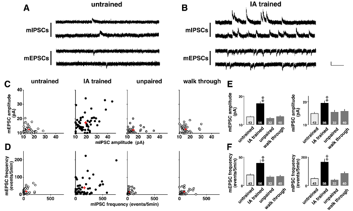 Slice Patch Clamp Technique for Analyzing Learning-Induced Plasticity ...
