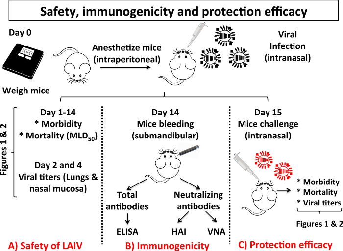 Influenza A Virus Studies in a Mouse Model of Infection | Protocol