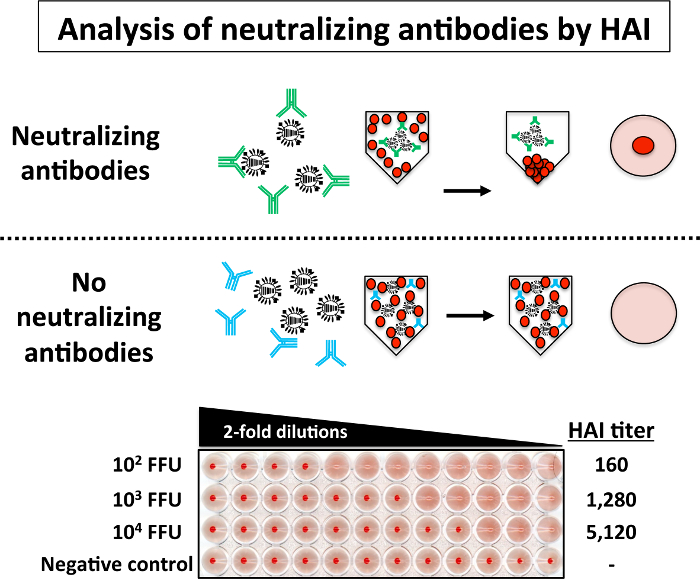 Influenza A Virus Studies in a Mouse Model of Infection | Protocol