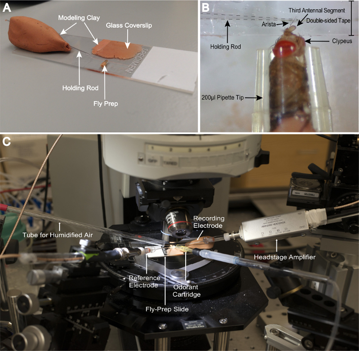 Electrophysiological Recording from Drosophila Trichoid Sensilla in ...