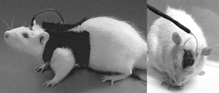 Transcranial Electrical Brain Stimulation in Alert Rodents | Protocol