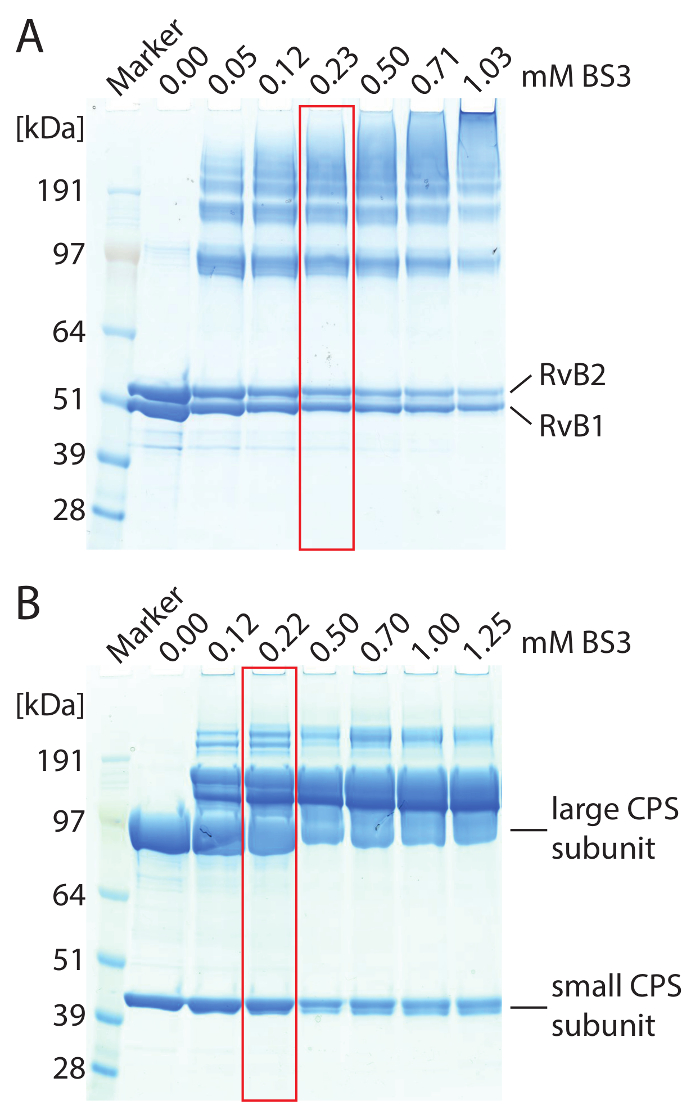 Combining Chemical Cross-linking and Mass Spectrometry of Intact ...