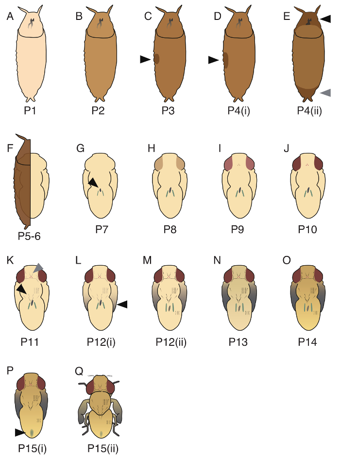 Methods for Staging Pupal Periods and Measurement of Wing Pigmentation ...