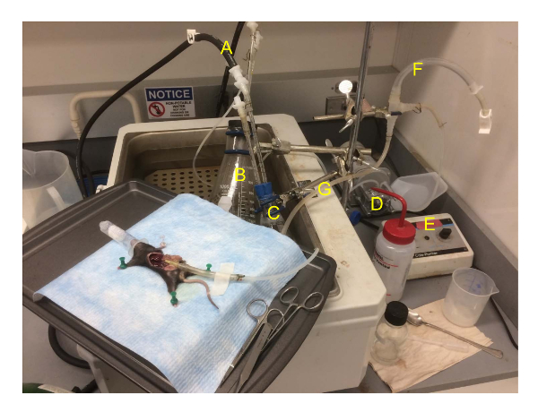 Purification of Hepatocytes and Sinusoidal Endothelial Cells from Mouse ...