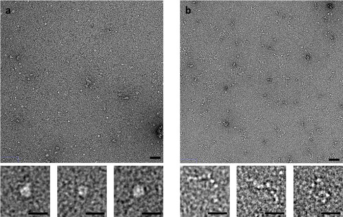 Variations on Negative Stain Electron Microscopy Methods: Tools for ...