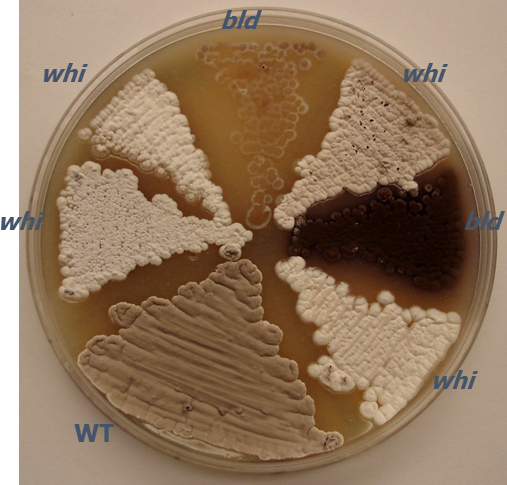 Visual and Microscopic Evaluation of Streptomyces Developmental Mutants ...