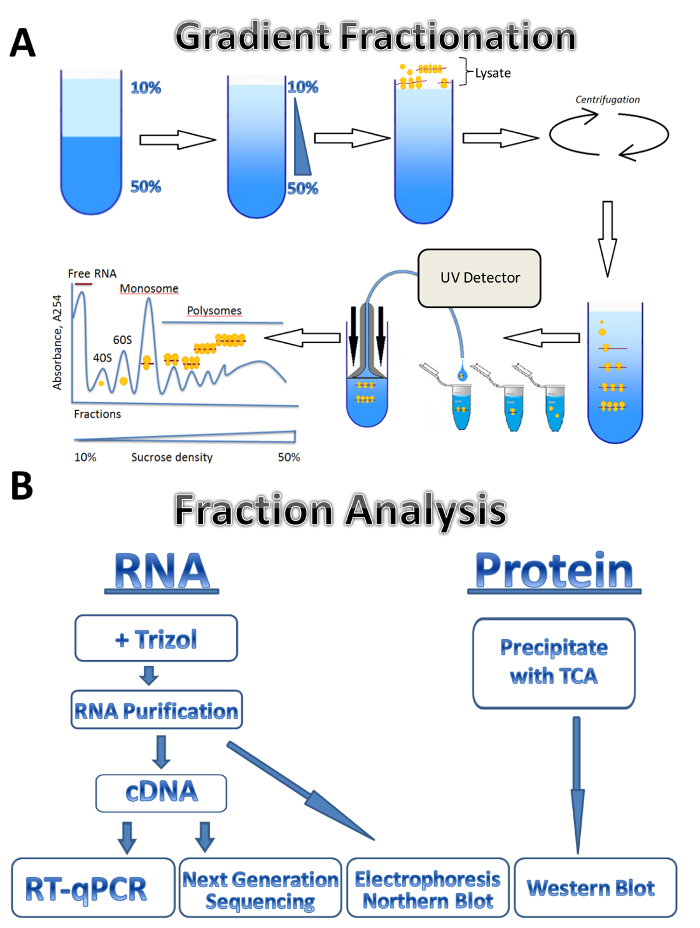 Polysome Profiling In Leishmania Human Cells And Mouse Testis Protocol