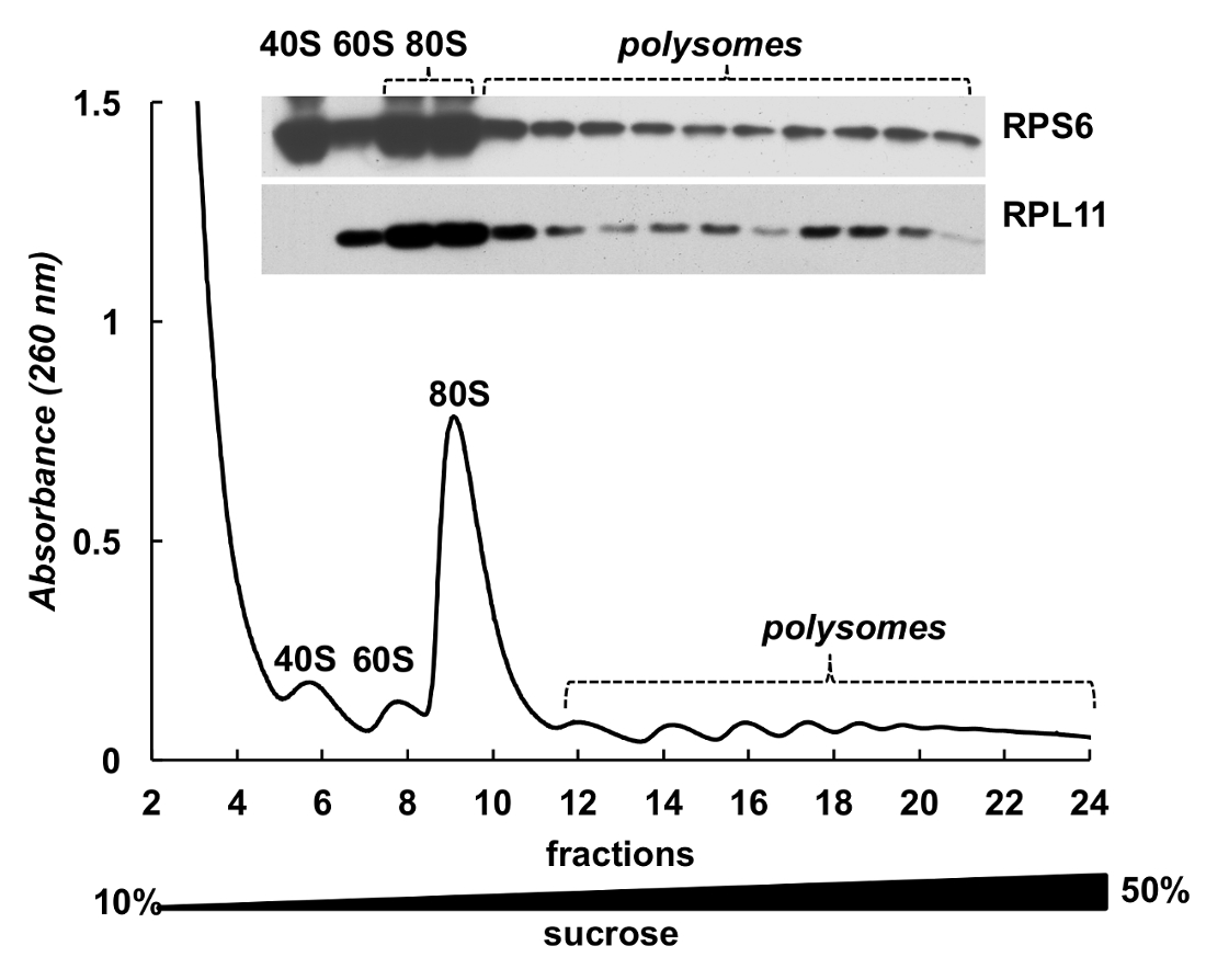Polysome Profiling In Leishmania Human Cells And Mouse Testis Protocol