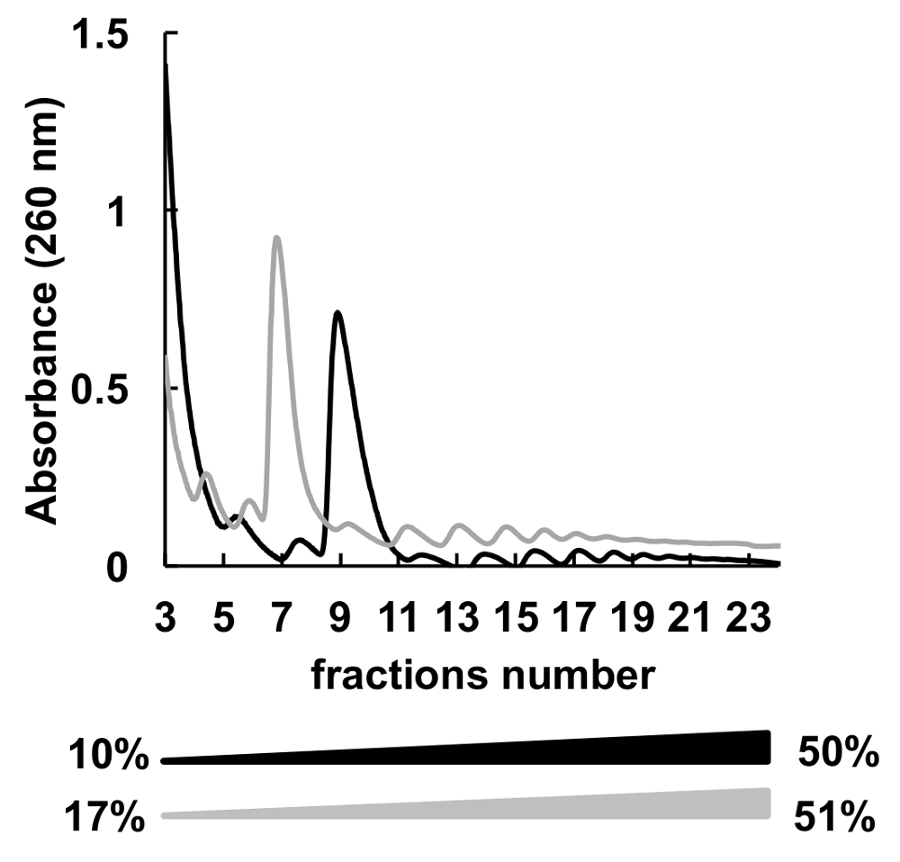 Polysome Profiling in Leishmania, Human Cells and Mouse Testis | Protocol