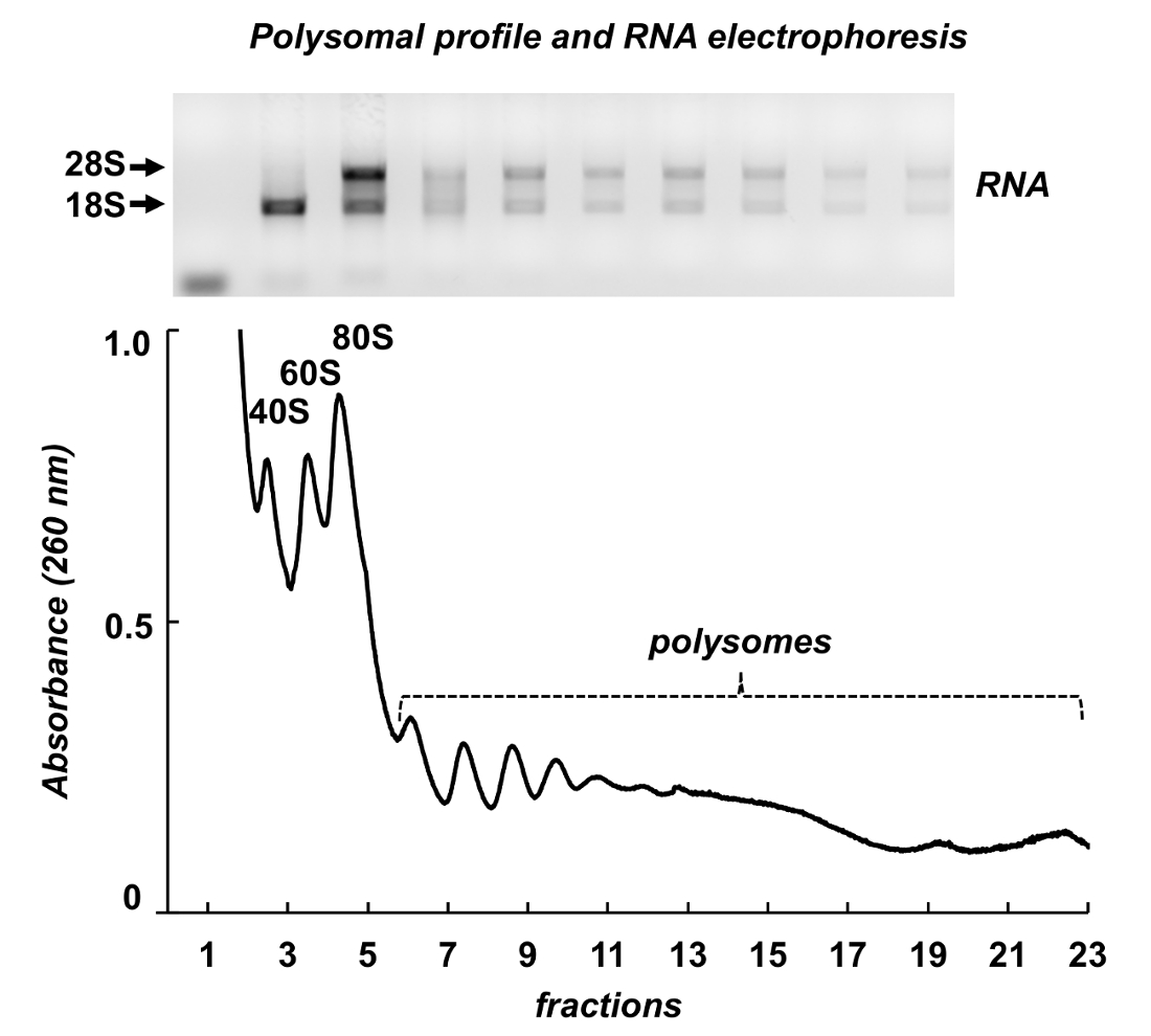 Polysome Profiling in Leishmania, Human Cells and Mouse Testis | Protocol