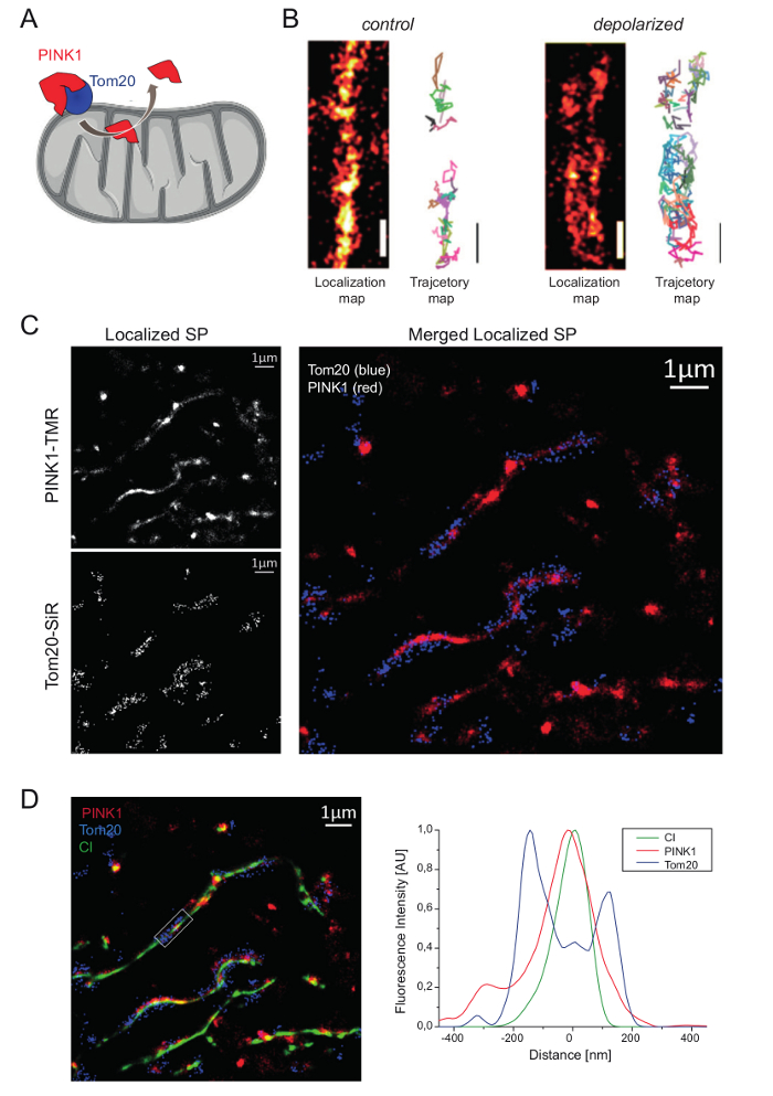 Multi Color Localization Microscopy Of Single Membrane Proteins In