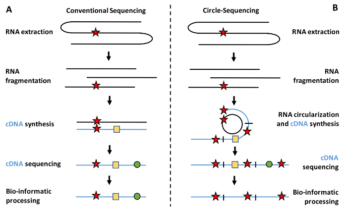 Genome-wide Surveillance of Transcription Errors in Eukaryotic ...