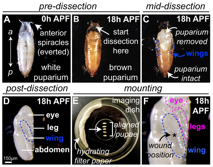 Long-term In Vivo Tracking of Inflammatory Cell Dynamics Within ...
