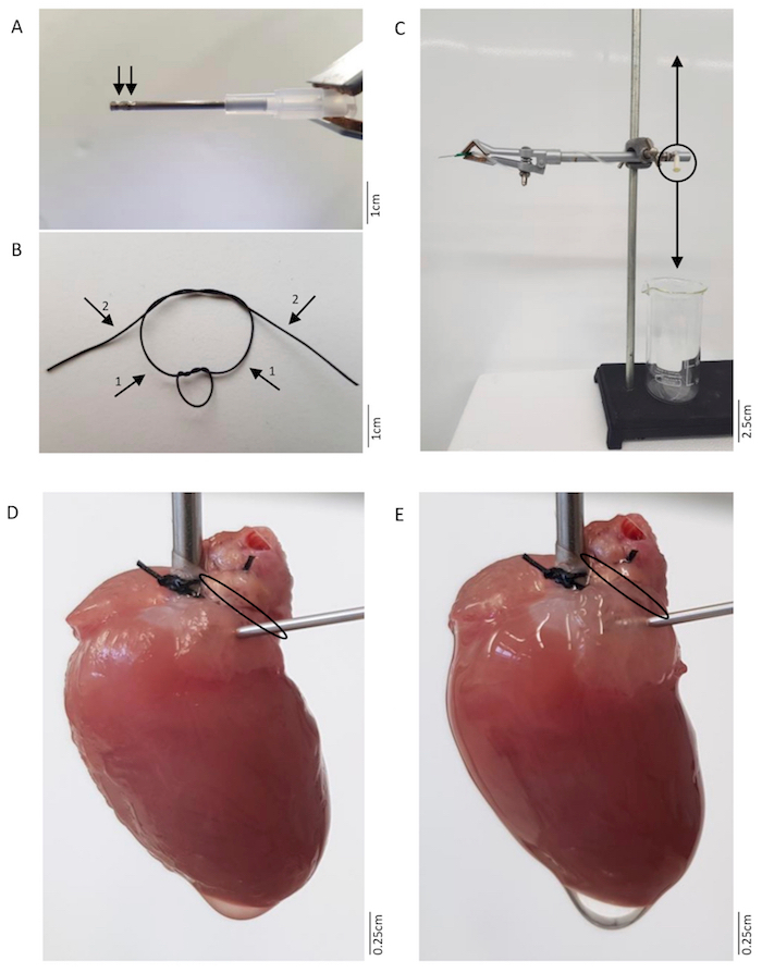 Isolation of Atrial Cardiomyocytes from a Rat Model of Metabolic ...