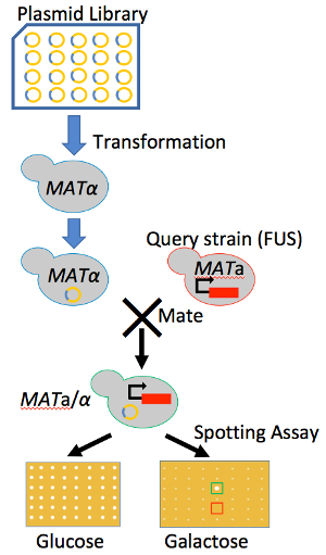 Mating Based Overexpression Library Screening In Yeast Protocol