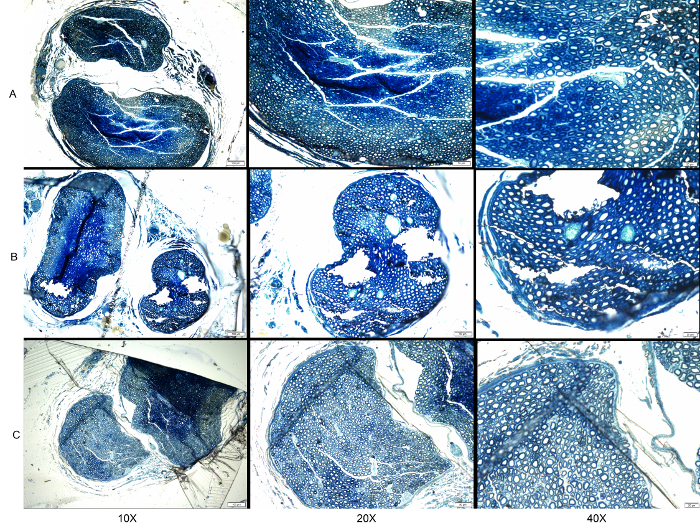 Toluidine Blue Stain Recipe | Deporecipe.co