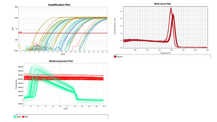 Quantitative PCR of T7 Bacteriophage from Biopanning | Protocol