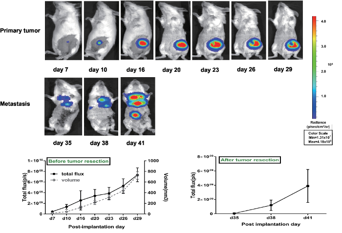 Orthotopic Injection of Breast Cancer Cells into the Mice Mammary Fat ...