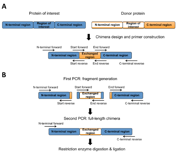 Identification of Functional Protein Regions Through Chimeric Protein ...