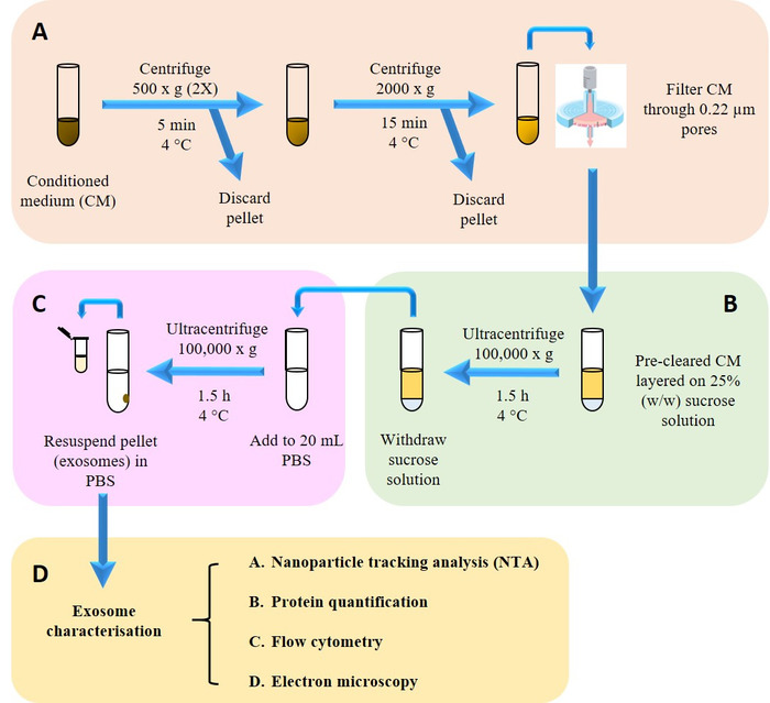 Ultracentrifuge Exosome Isolation Protocol at Lewis Garland blog