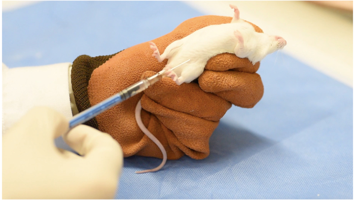 腹腔内投与 マウス 最大量 – 腹腔内投与 マウス 利点 – Green Ems Library