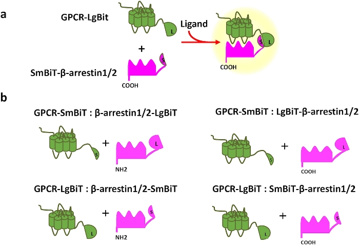 Monitoring GPCR-β-arrestin1/2 Interactions in Real Time Living Systems to Accelerate Drug ...