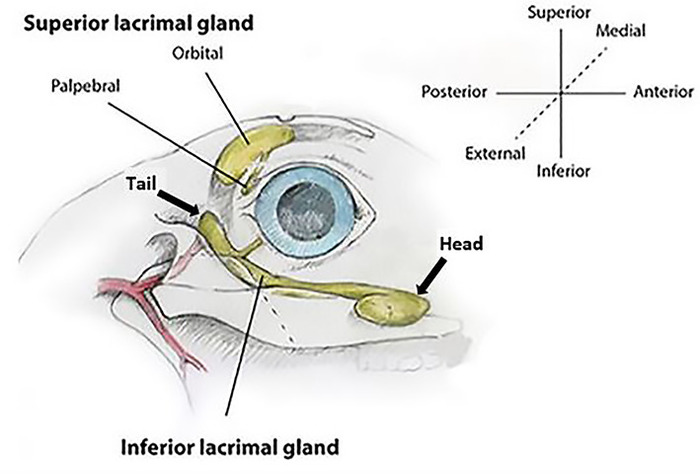 Establishment of a Severe Dry Eye Model Using Complete Dacryoadenectomy ...