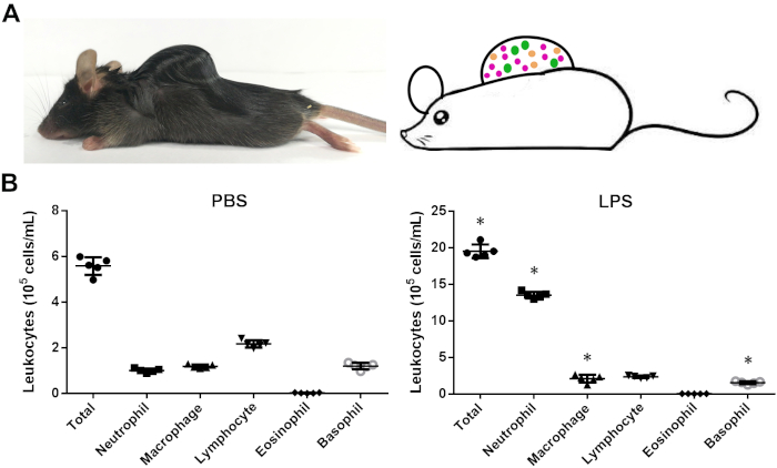 Detecting Migration and Infiltration of Neutrophils in Mice | Protocol
