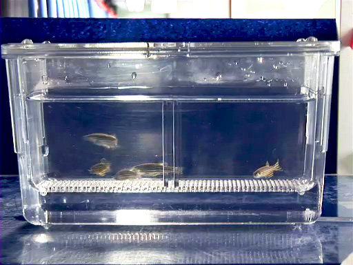 Whole-Mount In Situ Hybridization | Protocol